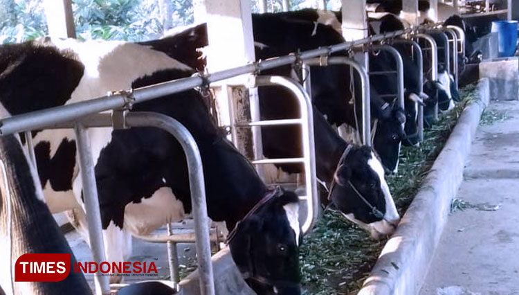 Belasan Hari Diserang PMK, Produsen Susu di Probolinggo ini Rugi Hampir ...