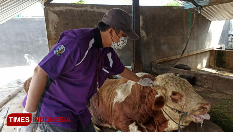 Pemkot Malang Masifkan Sosialisasi Pencegahan Penyakit Mulut dan Kuku ...