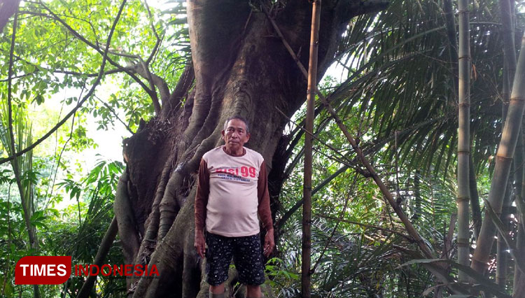 Berusia 600 Tahun Lebih, Pohon Nunuk di Majalengka ‎Tetap Tumbuh ...