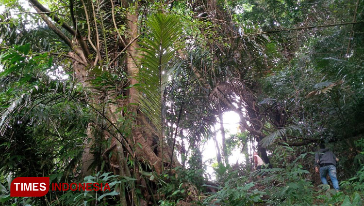 Berusia 600 Tahun Lebih, Pohon Nunuk di Majalengka ‎Tetap Tumbuh ...