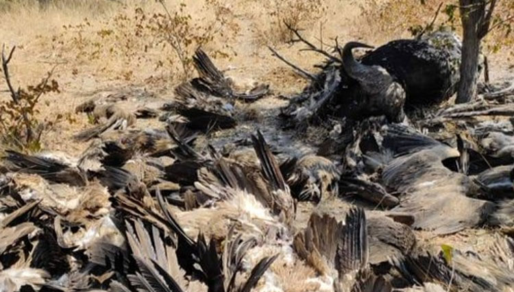 Terancam Punah, 150 Ekor Burung Nasar Pemakan Bangkai Mati Diracun ...