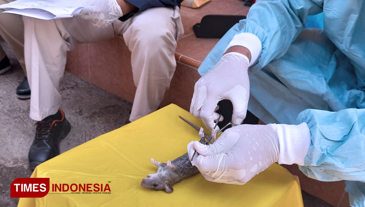 Waspada! Hasil Lab Menunjukkan Tikus di Bondowoso Terinfeksi Leptospira ...