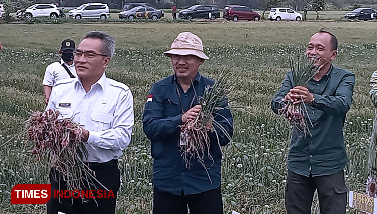Panen Bawang Merah Melimpah, Bantul Pasok 60 Persen Kebutuhan DIY ...