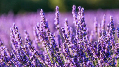 5 Plants to Ease Your Insomnia - TIMES Indonesia