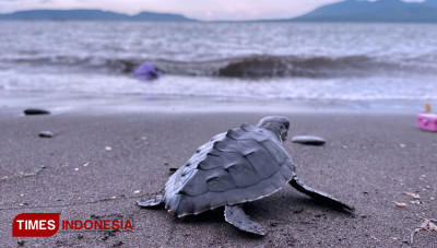Intan Box Mampu Tetaskan Telur Penyu Berkelamin Jantan - TIMES Indonesia