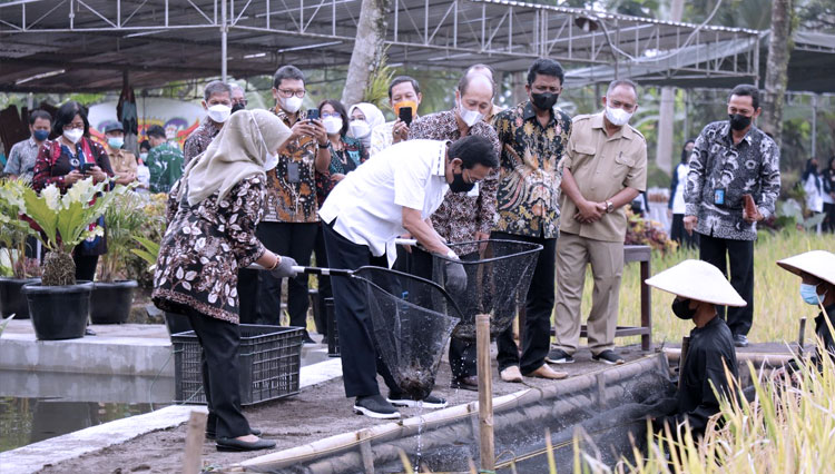 Bernilai Ekonomi Tinggi, Sri Sultan Panen Udang Sijawa - TIMES Indonesia