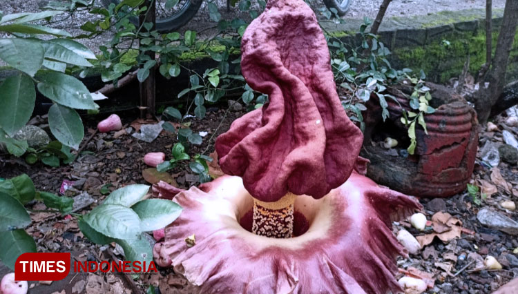 Wow, Ada Bungai Bangkai Muncul di Ponorogo, Begini Bentuknya - TIMES ...