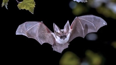 Ilmuwan Temukan Virus Baru Kiwira Pada Kelelawar di Afrika - TIMES ...