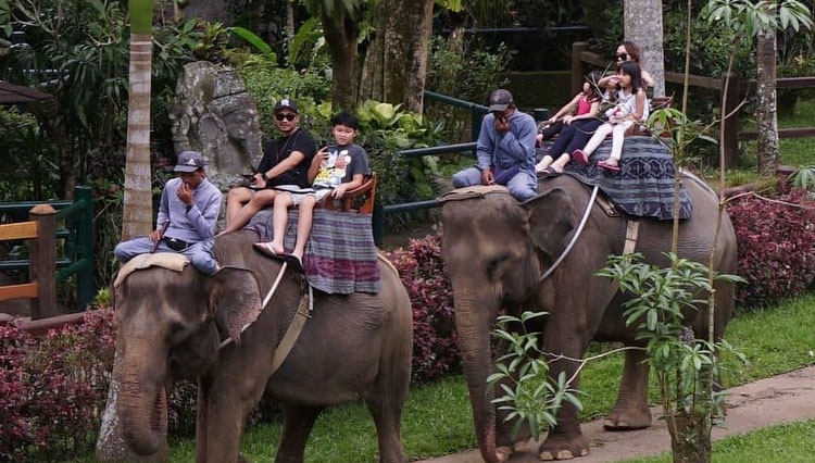 Bamsoet Apresiasi Pelestarian Gajah Sumatera - TIMES Indonesia