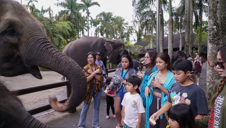 Bamsoet Apresiasi Pelestarian Gajah Sumatera - TIMES Indonesia