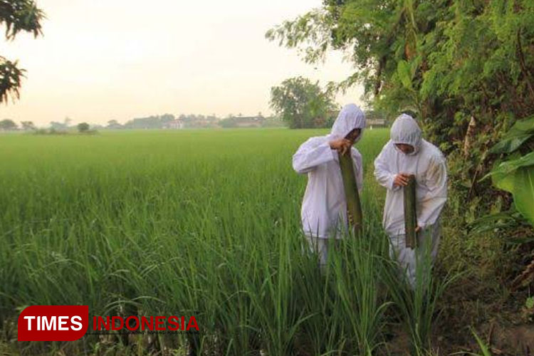 Budaya Adat Mapag Tamba Akan dijadikan Event Festival Tahunan di ...