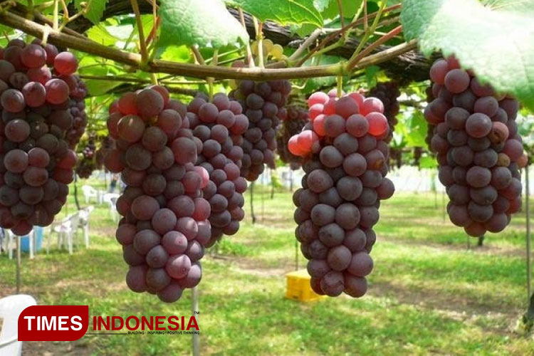 Benarkah Produksi Anggur di Kabupaten Probolinggo Rendah, Ini Faktanya ...