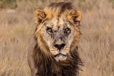 Singa Tertua di Dunia Mati Ditombak Penggembala Kenya - TIMES Indonesia