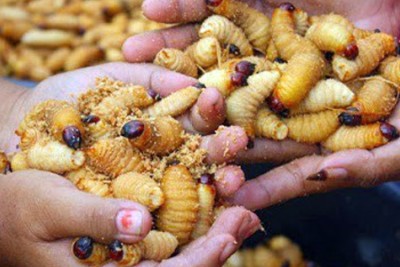 Exploring Extreme Cuisine in Indonesia: From West to East - TIMES Indonesia