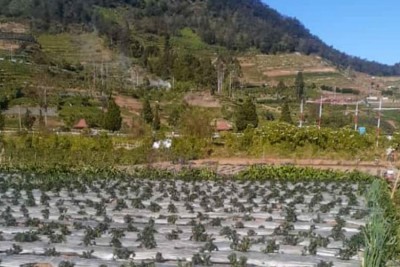 Efek Embun Es Dieng: 7 Hektar Lahan Kentang Mati, Petani Rugi Ratusan ...