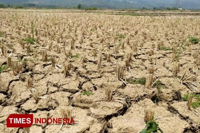 Sawah Kering dan Krisis Air Bersih Landa Kabupaten Banyumas - TIMES Indonesia