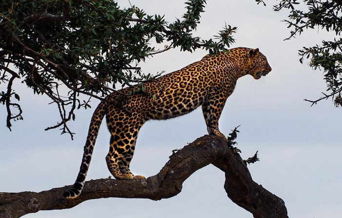 Exploring Kenya's Big Five: A Wildlife Safari Adventure - TIMES Indonesia