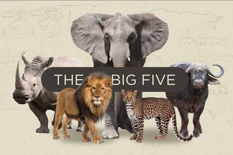 Exploring Kenya's Big Five: A Wildlife Safari Adventure - TIMES Indonesia