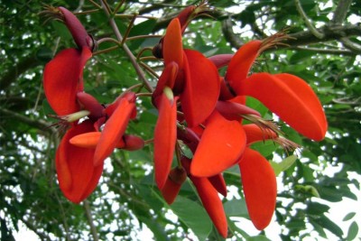 6 Deretan Pohon Tahan Api Versi Kementerian Lingkungan Hidup dan ...