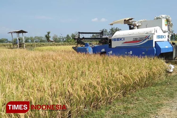 Petani di Kabupaten Kudus Diimbau Tak Bakar Jerami, Ini Alasannya ...