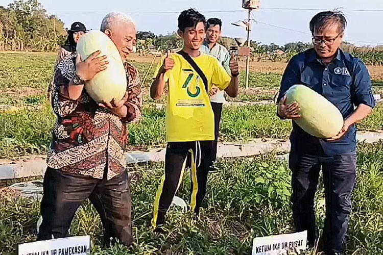 Panen Semangka Eksotik: Kebanggaan dan Komitmen IKA UB Malang di ...
