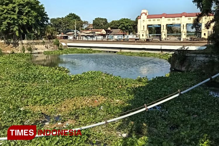 DPRD Surabaya Sarankan Langkah Taktis Atasi Eceng Gondok - TIMES Indonesia