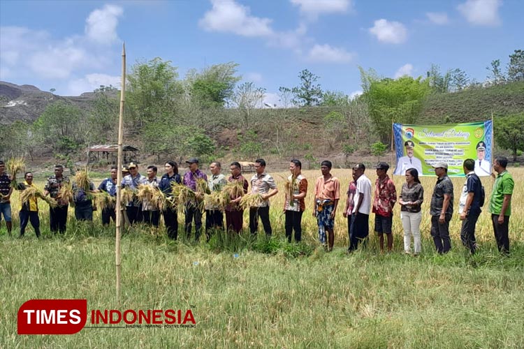Rayakan Hari Bahagia, Bupati Sumba Timur Panen Raya Padi di Desa ...