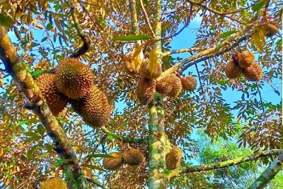 5 Rekomendasi Wisata Petik Buah di Malang, Ada Strawberi hingga Durian ...