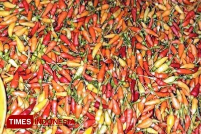 Naik Hampir Tiga Kali Lipat, Harga Cabai di Morotai Makin Pedas - TIMES Indonesia