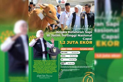 Angka Kelahiran Sapi Tertinggi di Indonesia, Gubernur Khofifah Berhasil ...