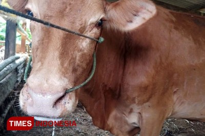 Waspada Penyakit Sapi, 3 Ekor di Pacitan Terjangkit PMK - TIMES Indonesia