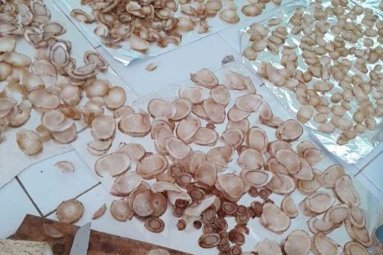 Mahasiswa Universitas Al-Irsyad Cilacap Teliti Pemanfaatan Akar Burdock ...