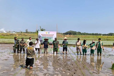 Gerakan Tanam Padi melalui Pompanisasi Dorong Produktivitas dan Swasembada Pangan di Probolinggo ...