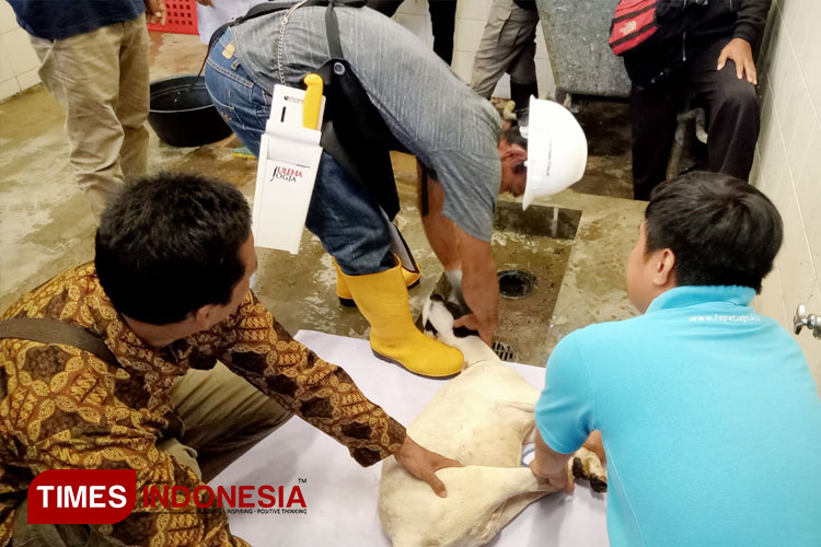 20 Jagal Sate Klathak Pleret Bantul Ikuti Pelatihan Juru Sembelih Halal ...