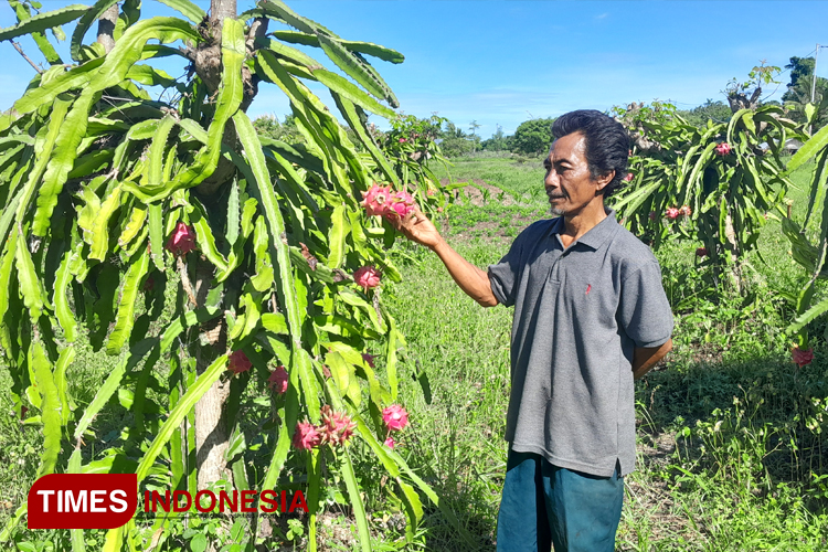 I Gede Haryono, Petani Translok Sumba Timur Dapat Penghargaan Petani ...