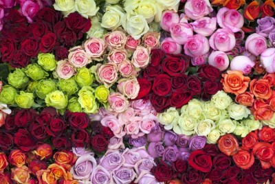 Kerap Dikaitkan sebagai Lambang Cinta, Ini Fakta Unik Bunga Mawar ...