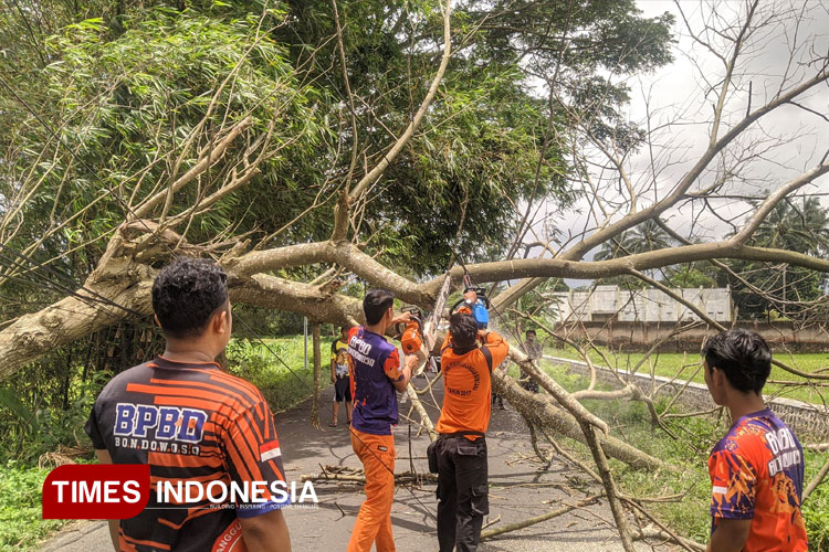 Warga Bondowoso Diminta Waspada Angin Kencang dan Pohon Tumbang Saat Ngabuburit - TIMES Indonesia