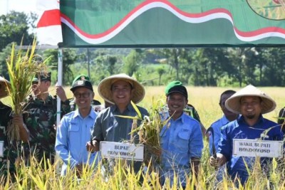 Panen Raya Padi Serentak, Bupati Bondowoso Siap Dukung Swasembada Pangan - TIMES Indonesia