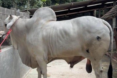 Presiden Prabowo Beli Dua Sapi dari Bantul untuk Hewan Kurban - TIMES ...