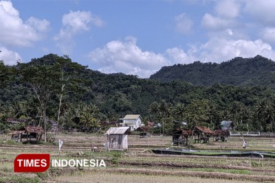Musim Kemarau 2025 di Pacitan Lebih Singkat, BPBD: Waspadai Dampaknya - TIMES Indonesia