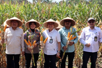 Manfaatkan Lahan Tidak Produktif, Panen Jagung di Bantul Capai 9 Ton per Hektare - TIMES Indonesia
