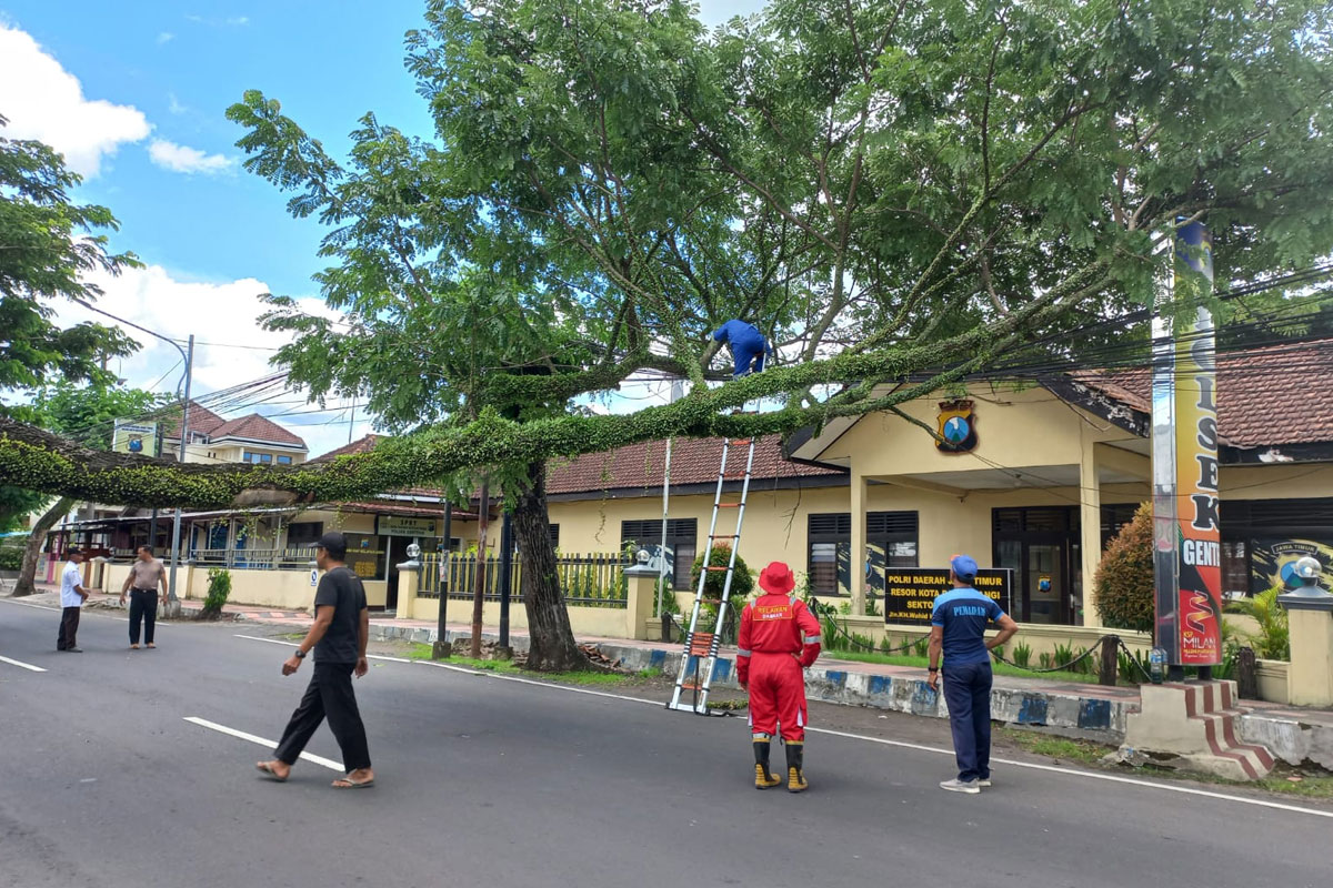 Kantor Polsek Genteng Banyuwangi Nyaris Tertimpa Pohon Trembesi Tumbang - TIMES Indonesia